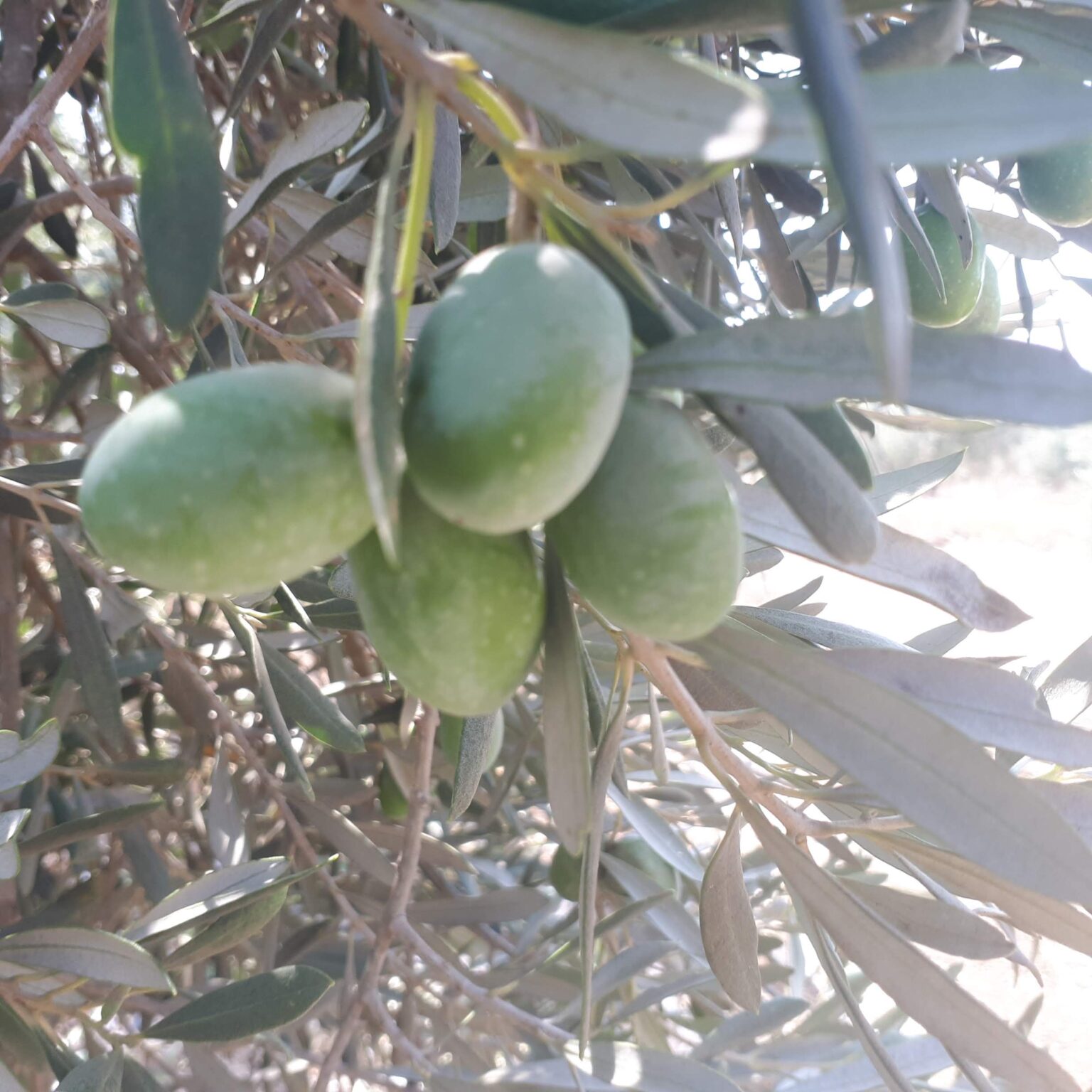 The Scottish Grove | Sindyanna of Galilee