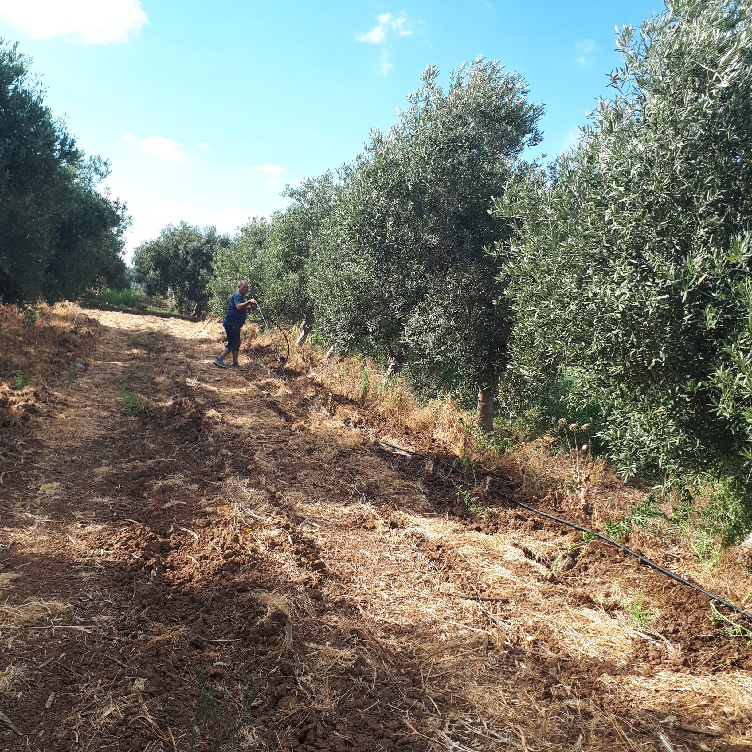 The Scottish Grove | Sindyanna of Galilee